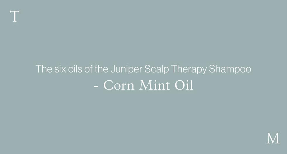 The six oils of the Juniper Scalp Therapy Shampoo - CORN MINT OIL - TM ...